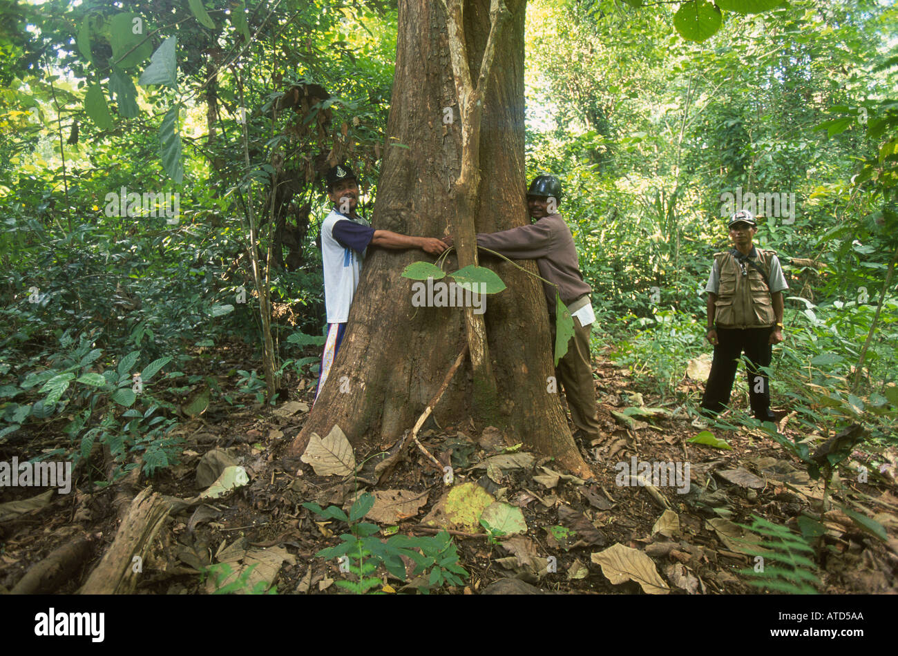 Rangka community teak forest on the Island of Muna central western ...