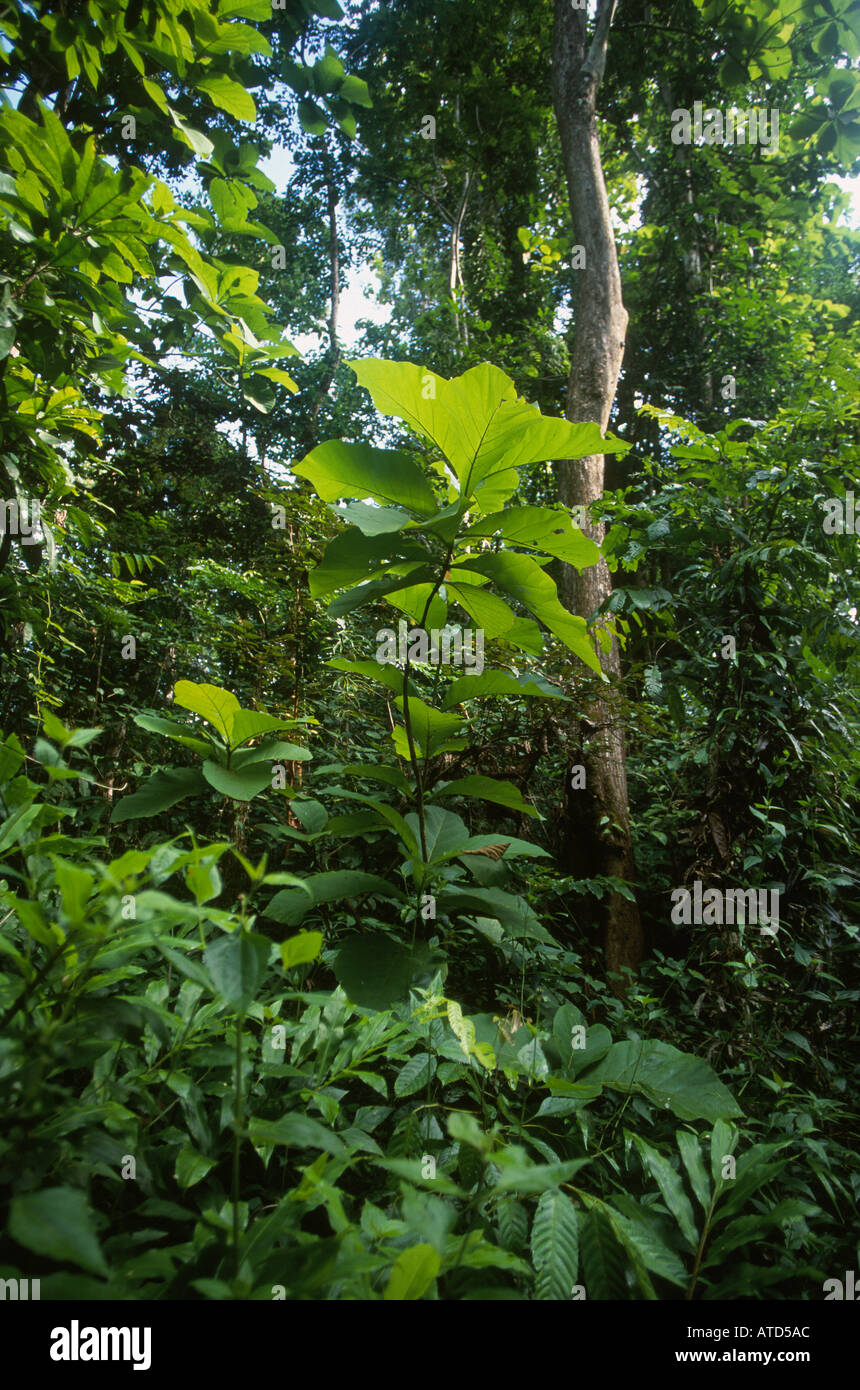 Muna island indonesia hi-res stock photography and images - Alamy