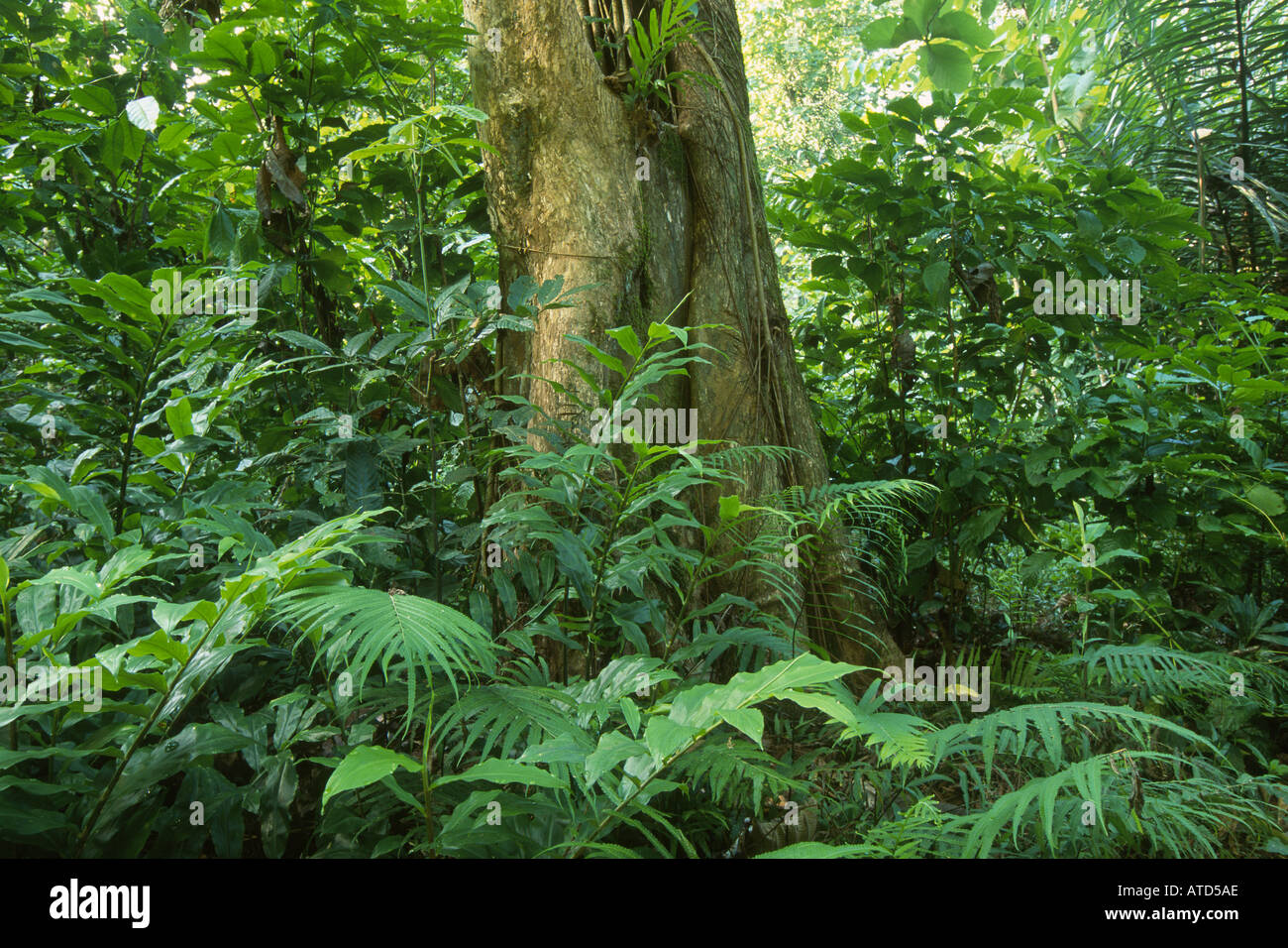 Rangka community teak forest on the Island of Muna central western ...