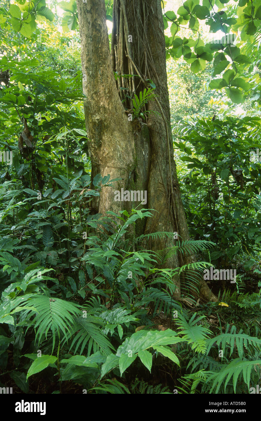Rangka community teak forest on the Island of Muna central western ...
