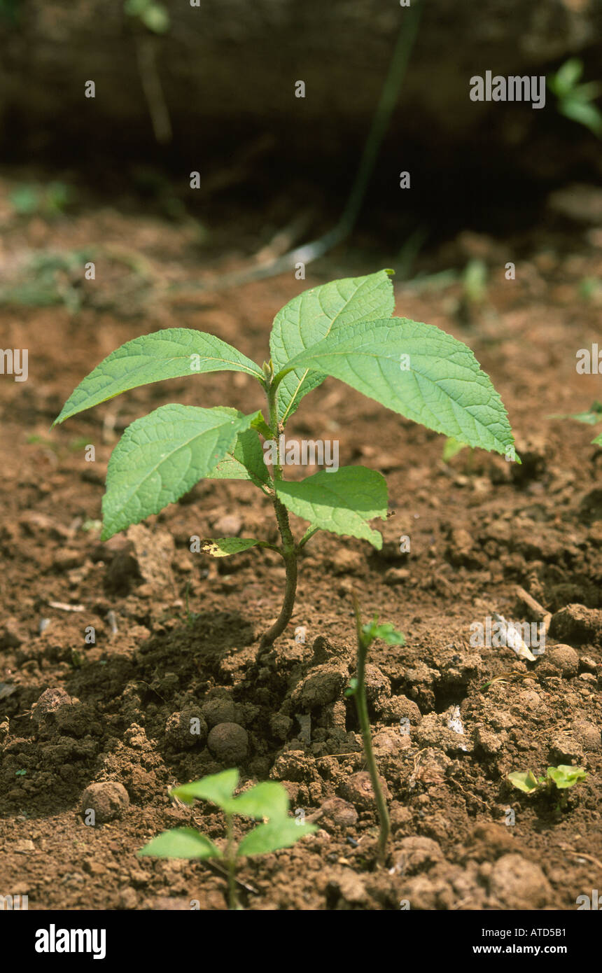 Teak seedling nursery on Muna Island Sulawesi Indonesia Stock Photo - Alamy