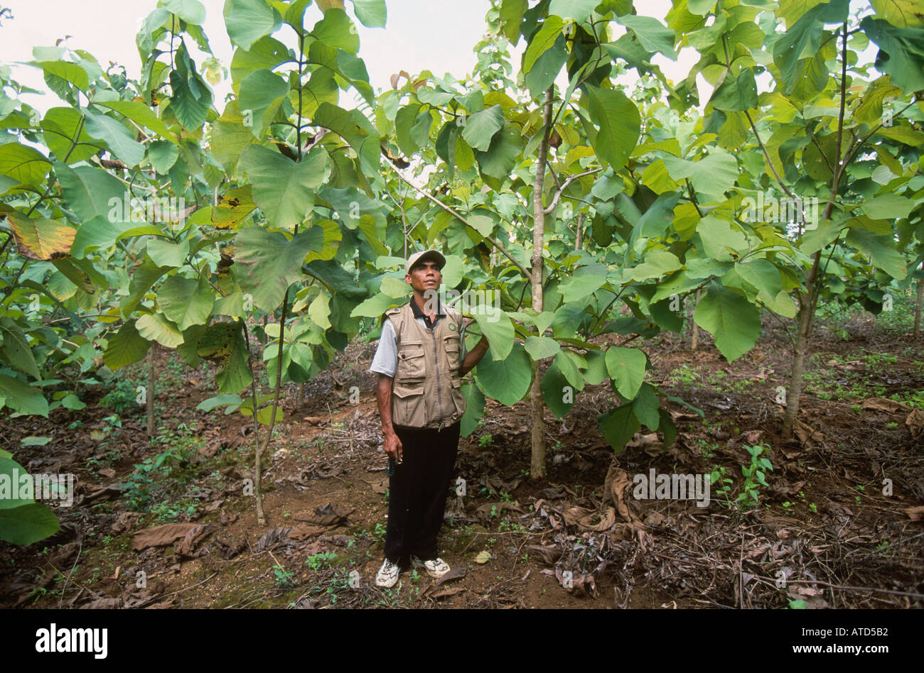 Young teak trees at the Walanbenote community forest Muna Island ...
