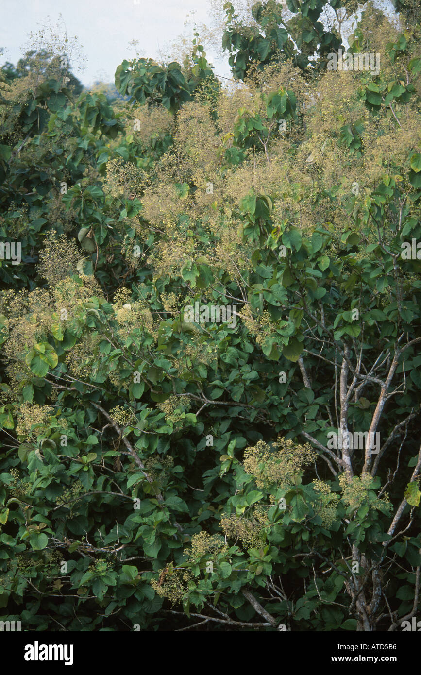 Teak trees on Walanbenote community land Muna Island Sulawesi Indonesia ...