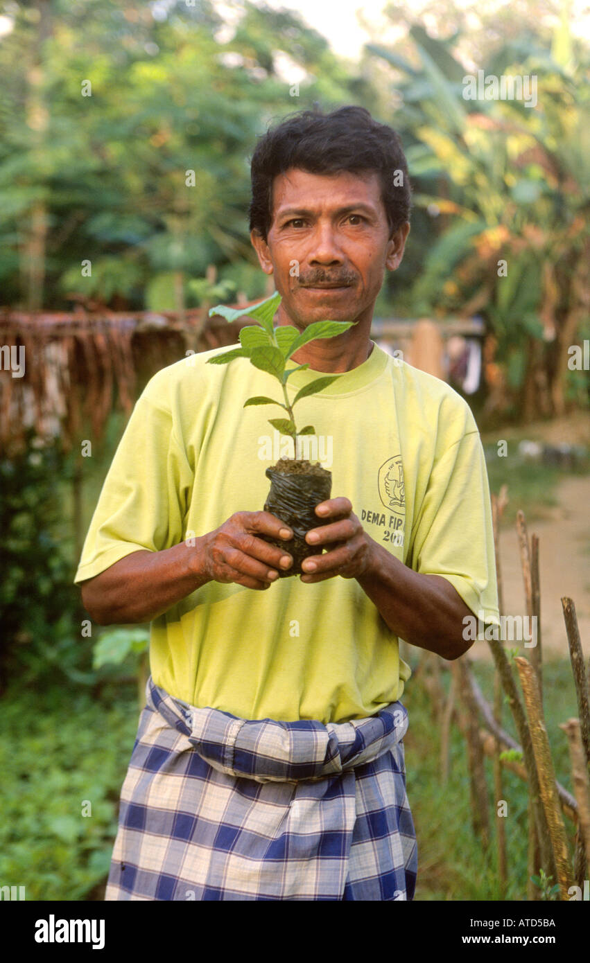 Rangka community teak tree nursery Muna Island Sulawesi Indonesia Stock ...