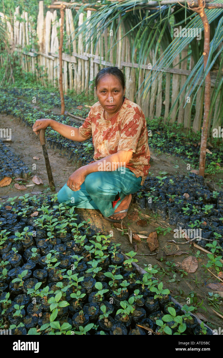 Walanbenote community teak tree nursery Muna Island Sulawesi Indonesia ...