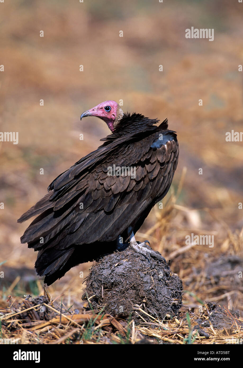 Dirty vulture hi-res stock photography and images - Alamy