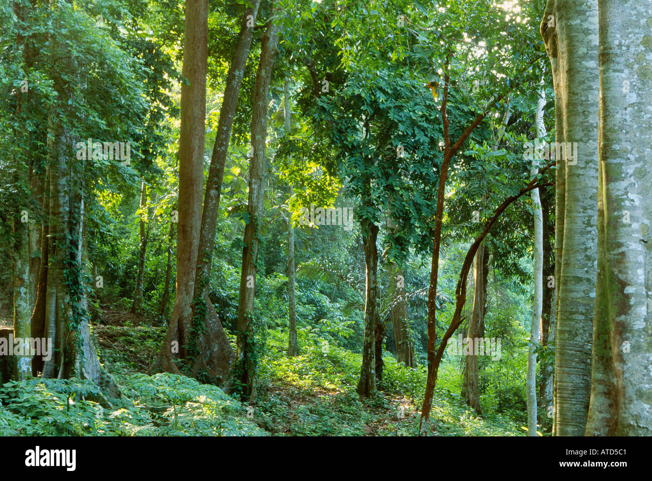 Teak forest indonesia hi-res stock photography and images - Alamy