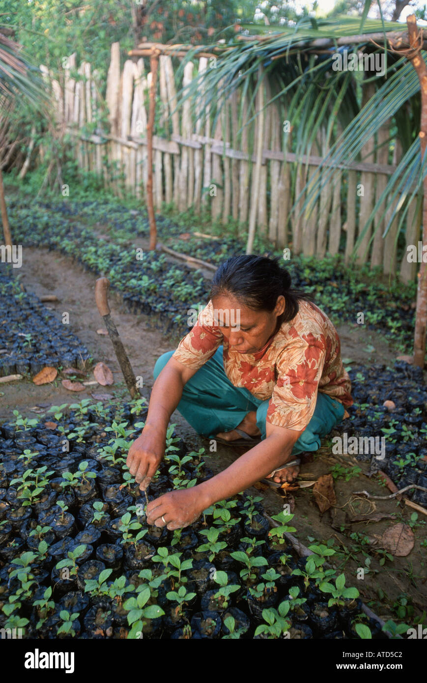 Walanbenote community teak tree nursery Muna Island Sulawesi Indonesia ...