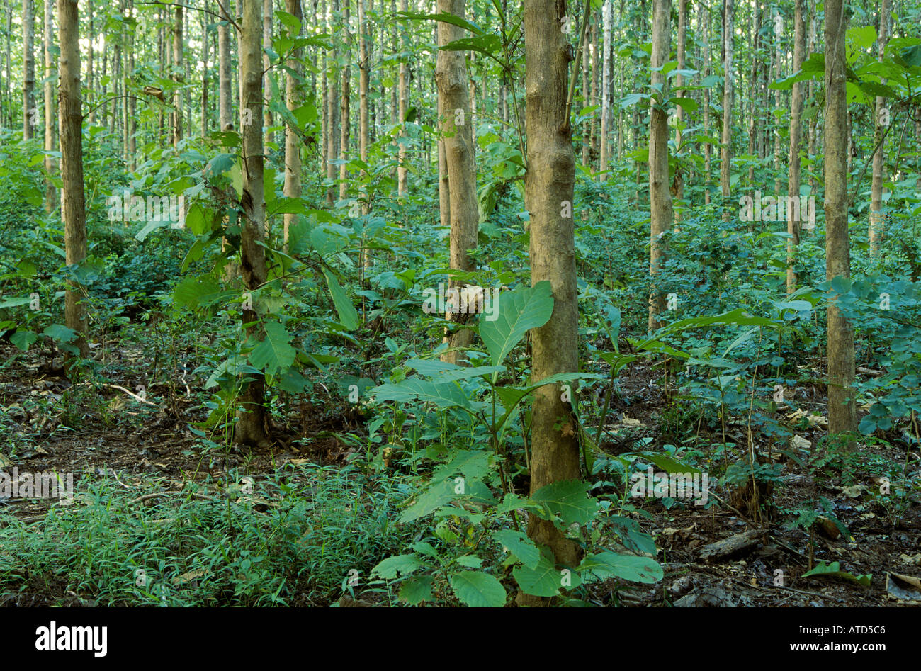 Teak Wood Plantation Stock Photos & Teak Wood Plantation Stock Images ...