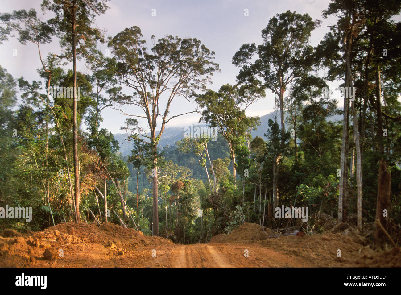Logging road through tropical rainforest in Central Kalimantan near ...