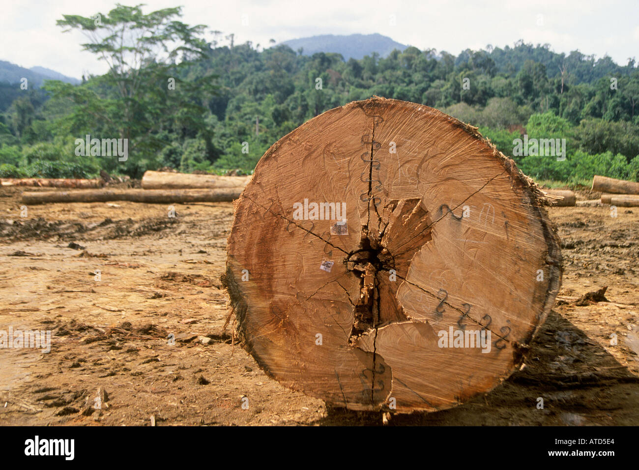 Harvested hardwood log of Benkerai tree in log pond in tropical ...