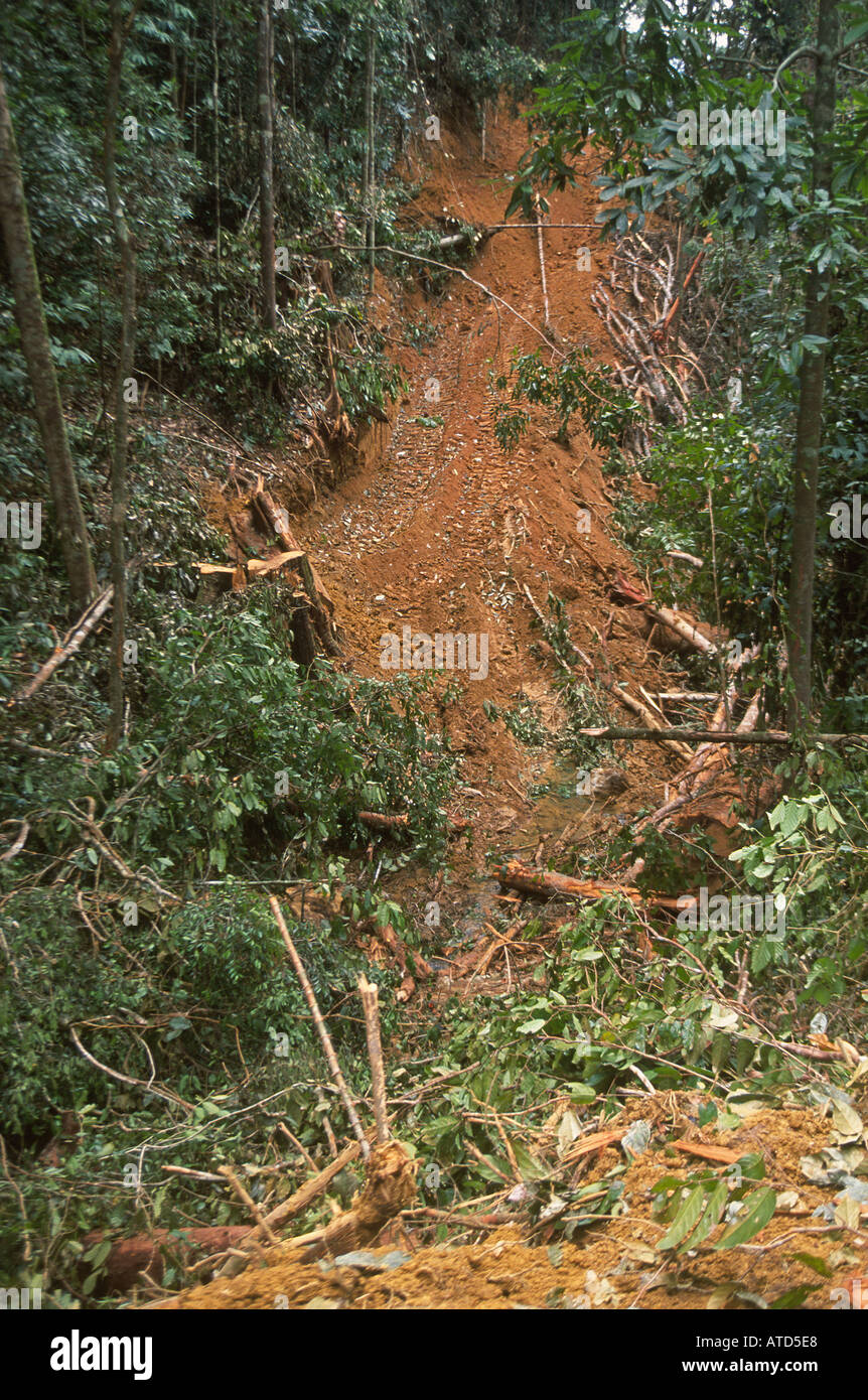 Forests Soil Erosion