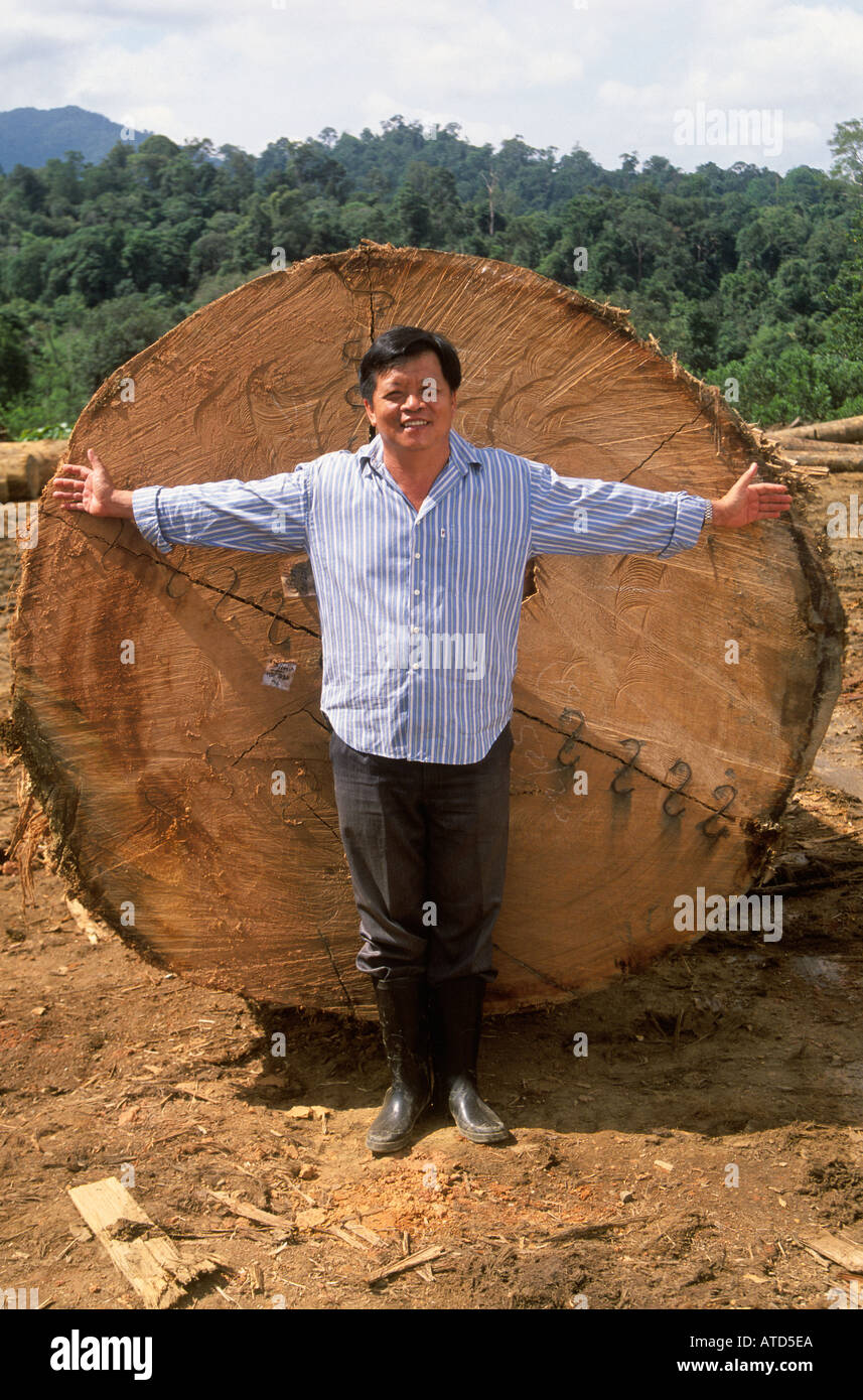 Forester stands in front of large felled tree in log pond tropical ...