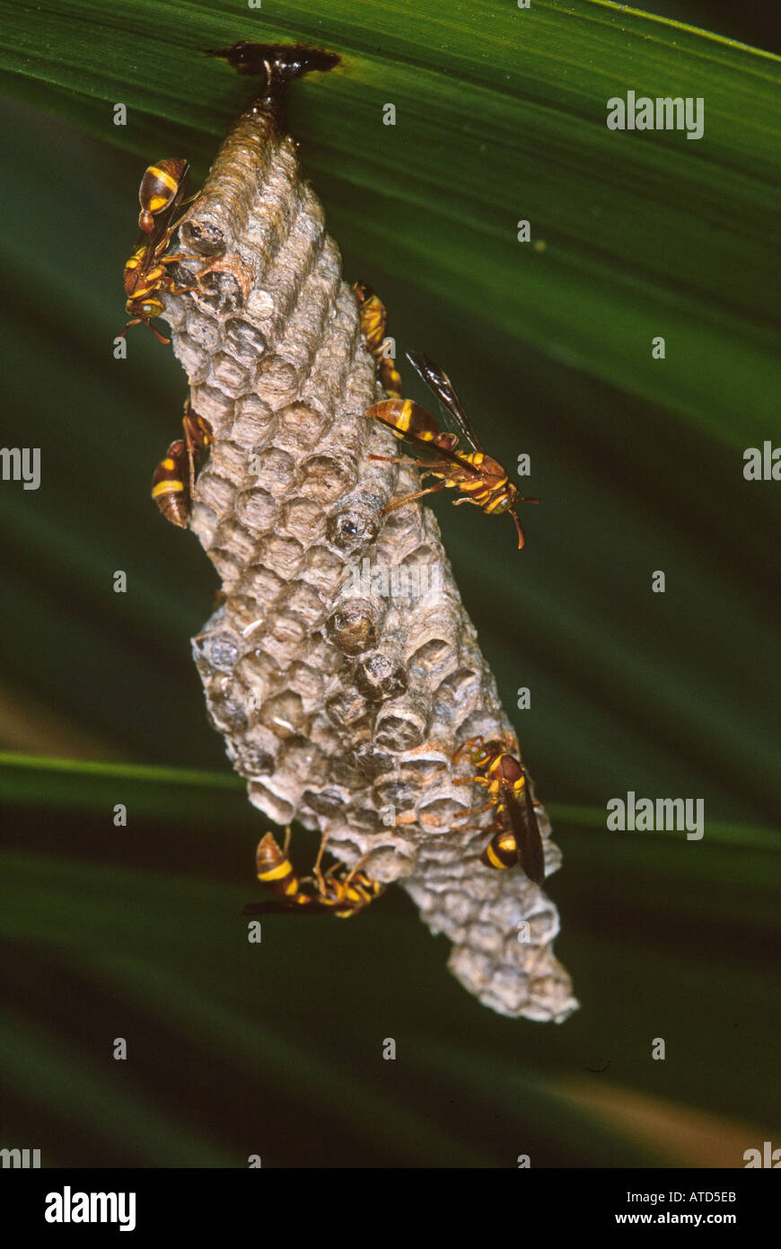 Miniature wasps making nest under leaf tropical rainforest Central ...
