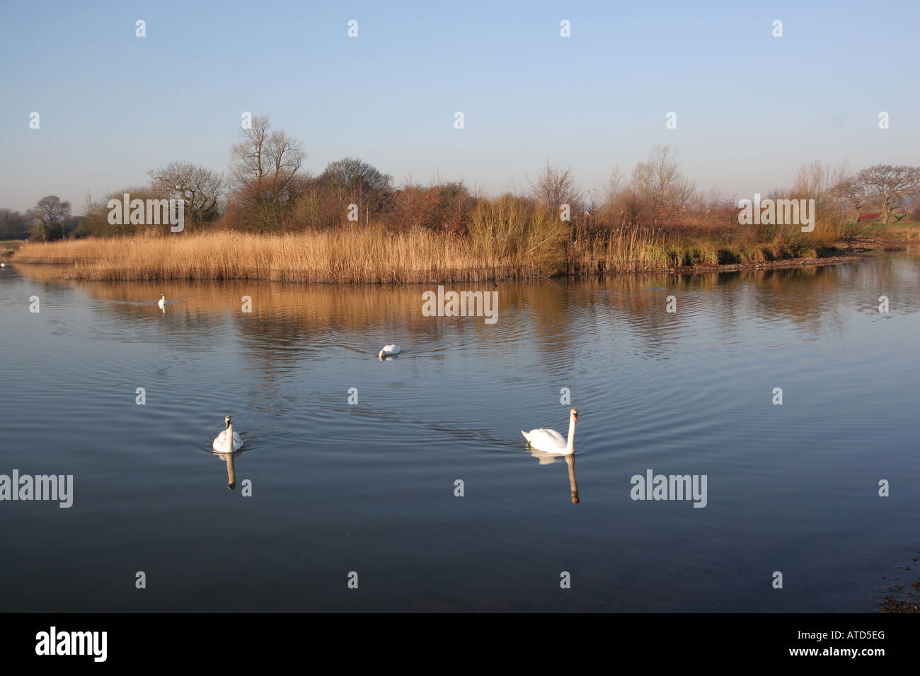 Swan in welsh lake hi-res stock photography and images - Alamy
