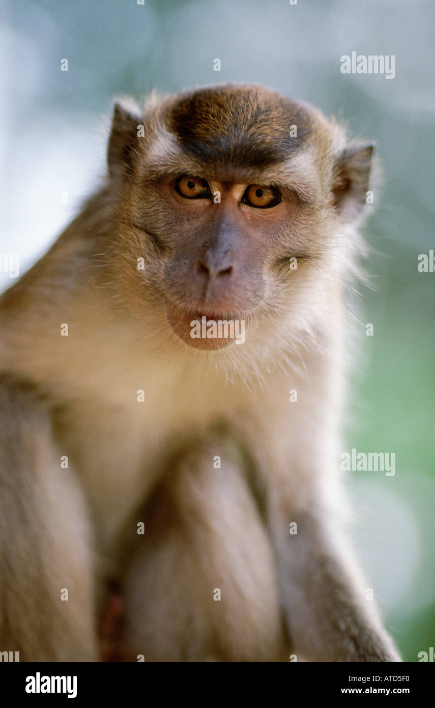 Pig tailed macac kept as a pet in rainforest village in Central ...
