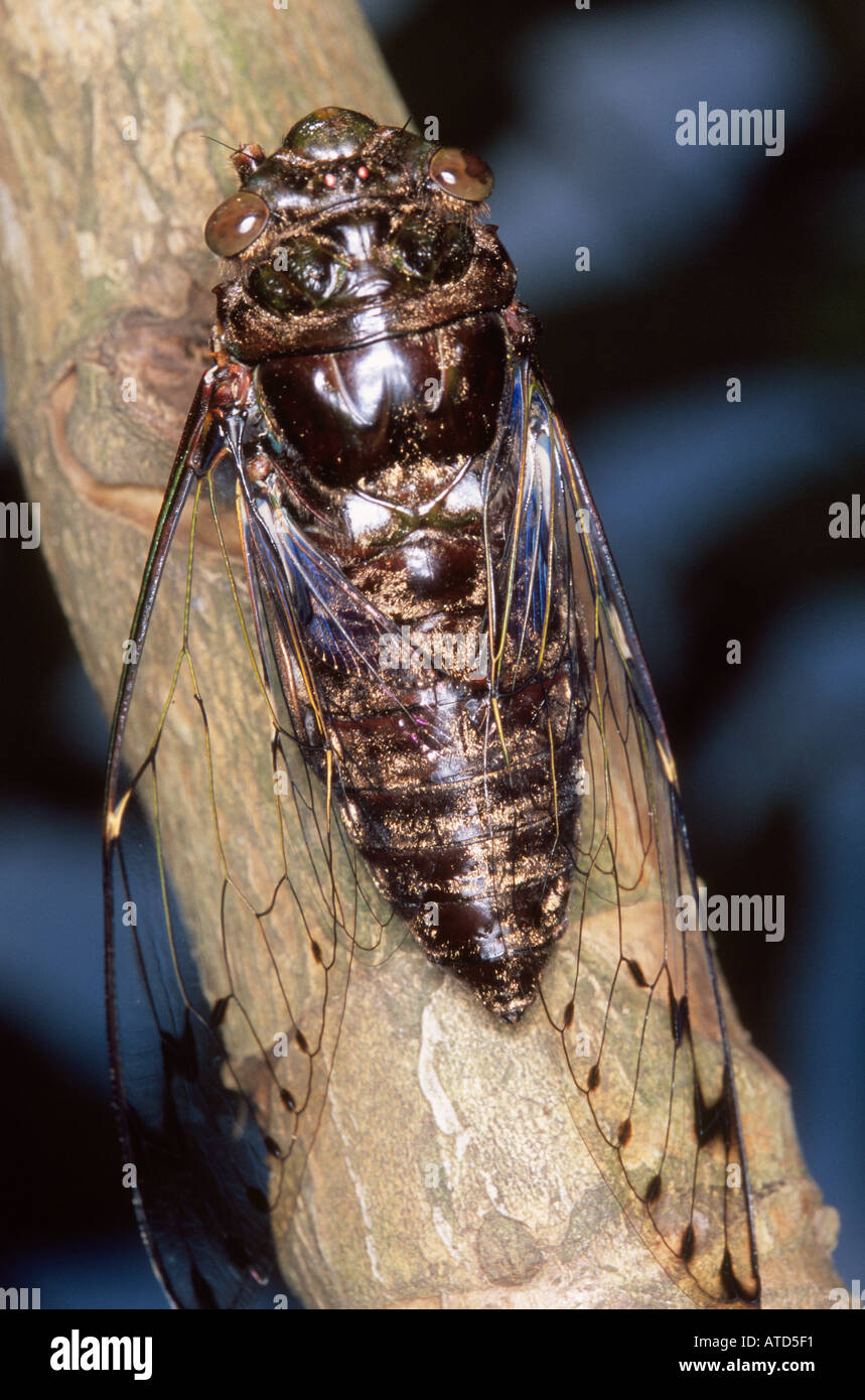 Cicada on tropical rainforest tree in Central Kalimantan Indonesia ...