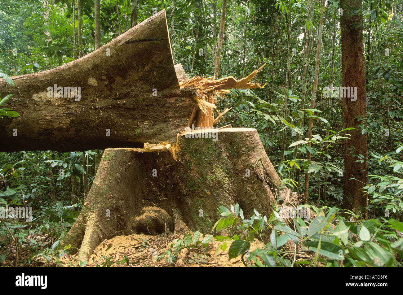 Felled yellow meranti tree in tropical rainforest in Central Kalimantan ...