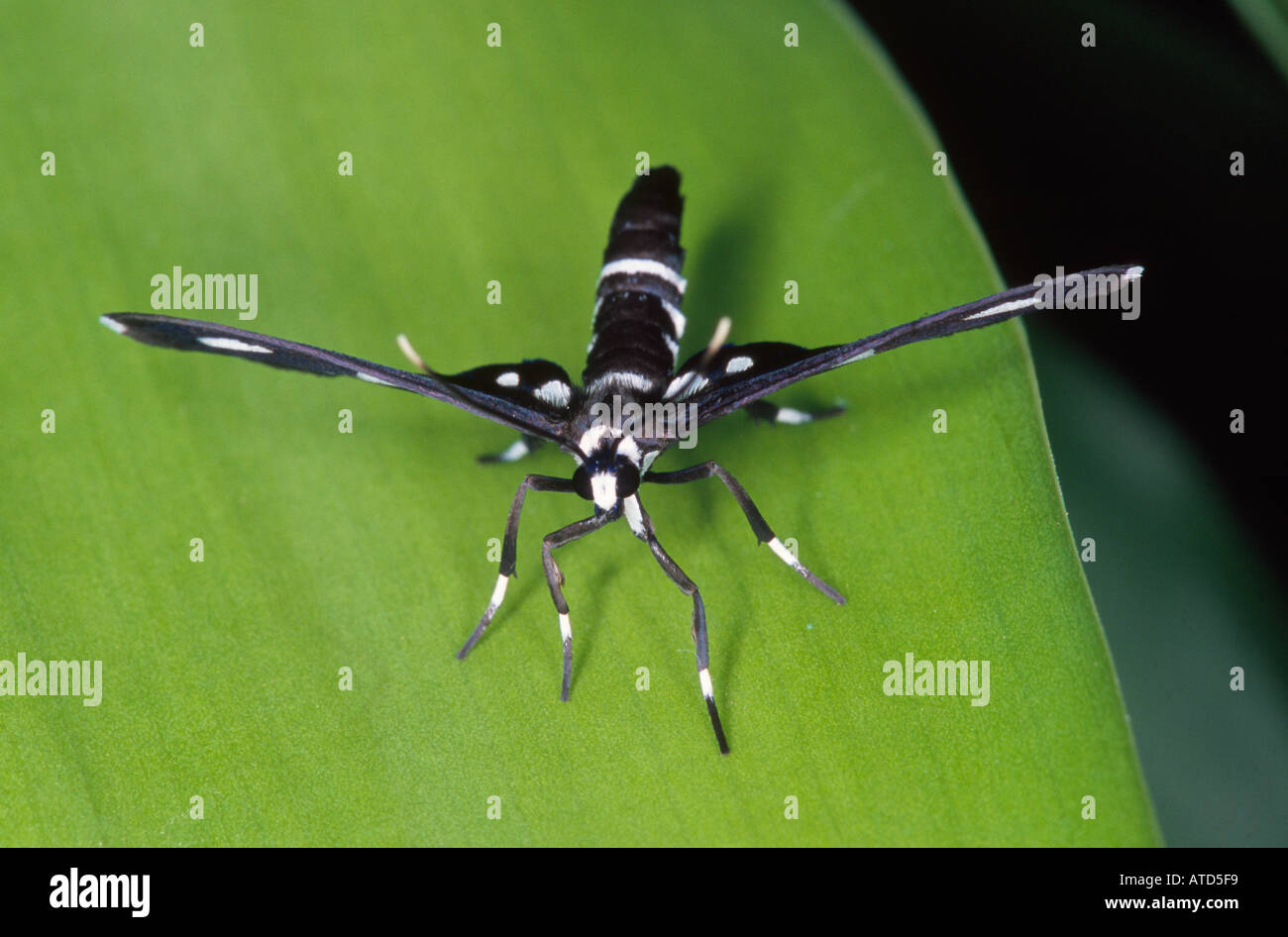 Rainforest insect in tropical rainforest in Central Kalimantan ...