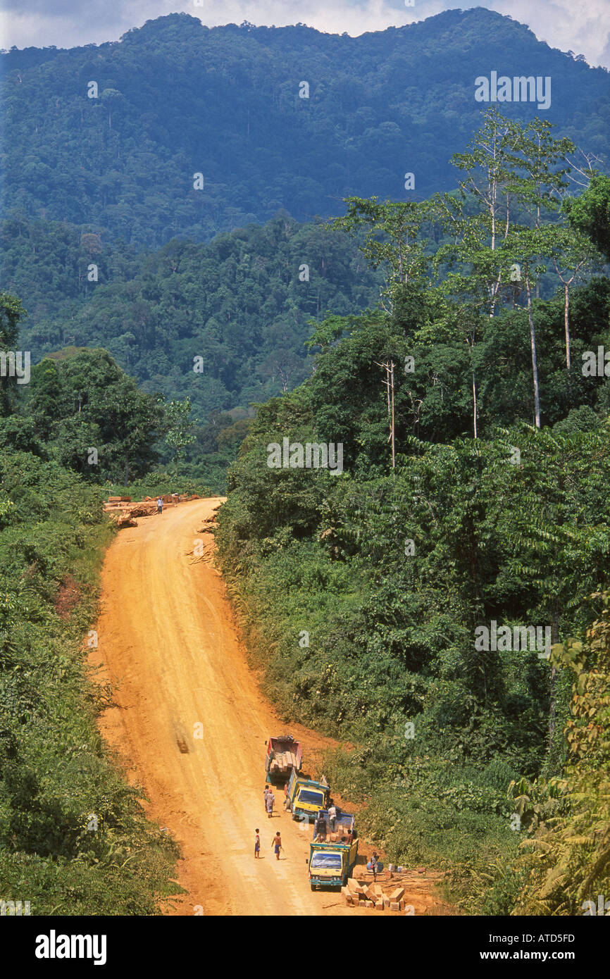 Illegal loggers working from the logging roads in tropical rainforest ...