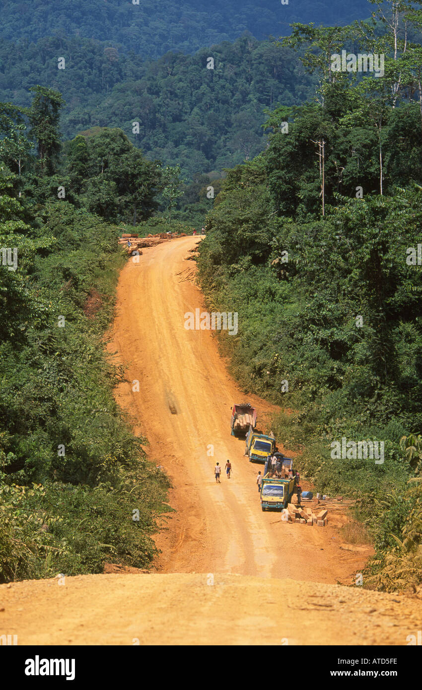 Illegal loggers working from the logging roads in tropical rainforest ...