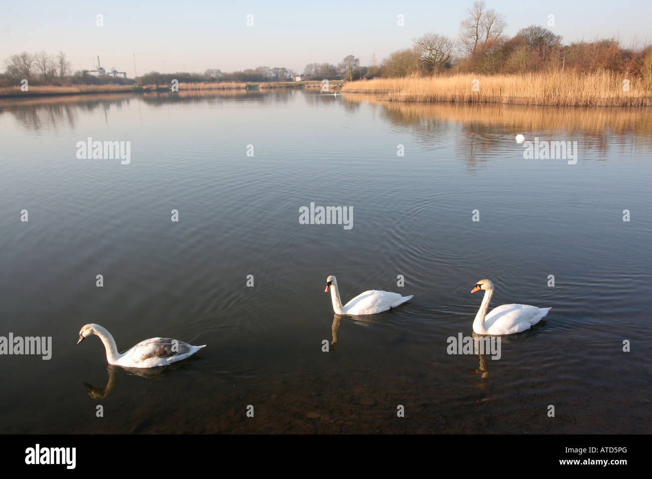 Swans Hendre Lake St Mellons Stock Photo - Alamy