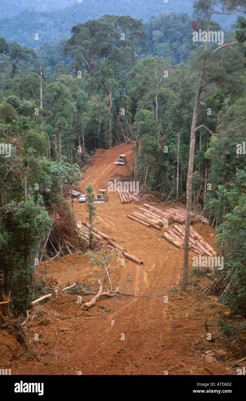 Logging road through tropical rainforest in Central Kalimantan near ...