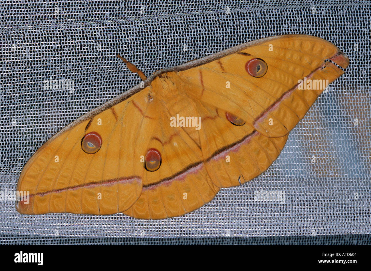 Indonesian moon moth from tropical rainforest in Central Kalimantan ...