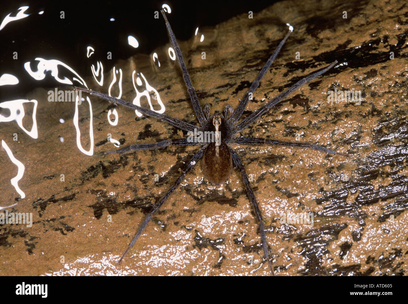Indonesian water spider tropical rainforest Central Kalimantan ...