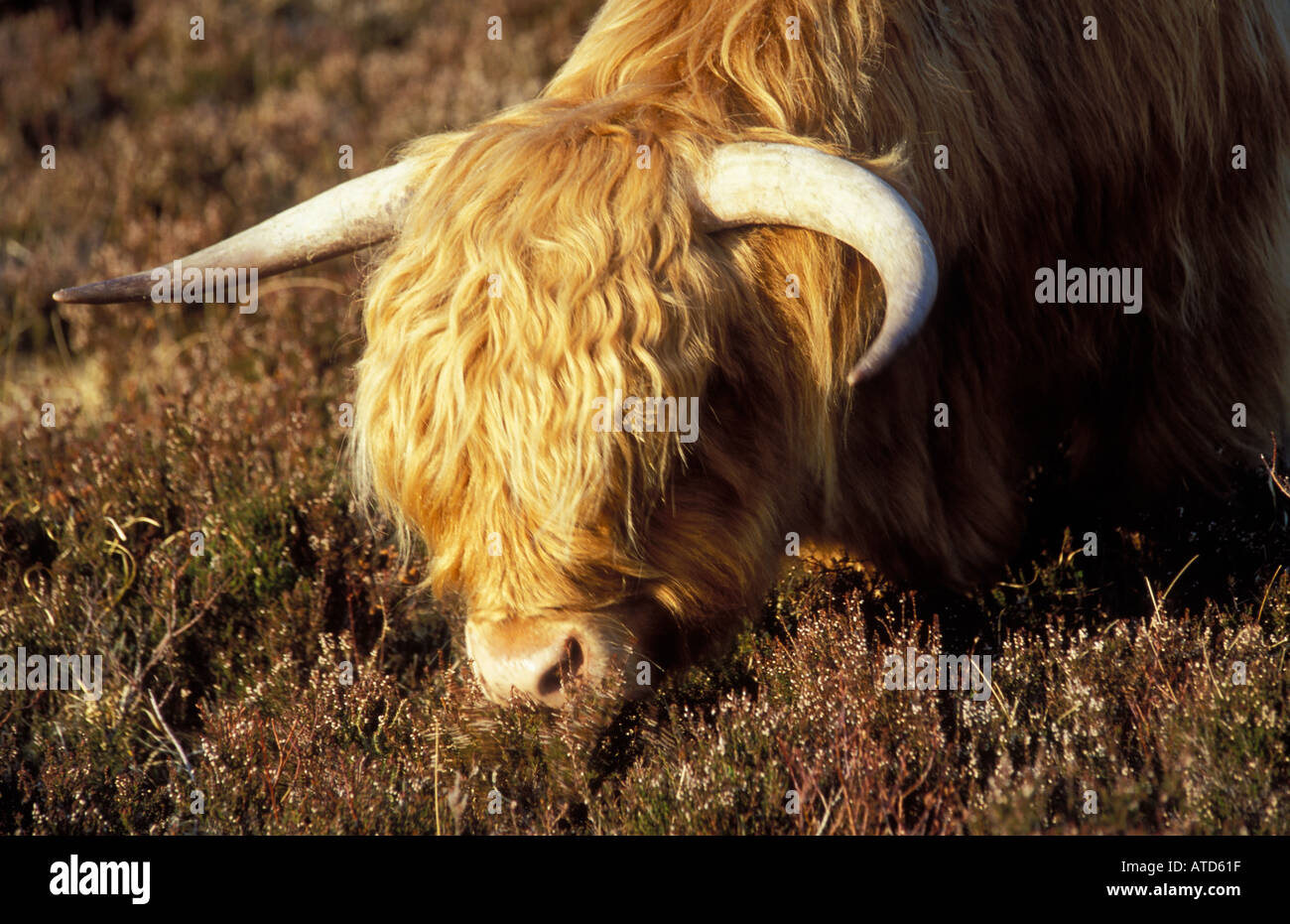 Highland Cow Sutherland Scotland Stock Photo - Alamy