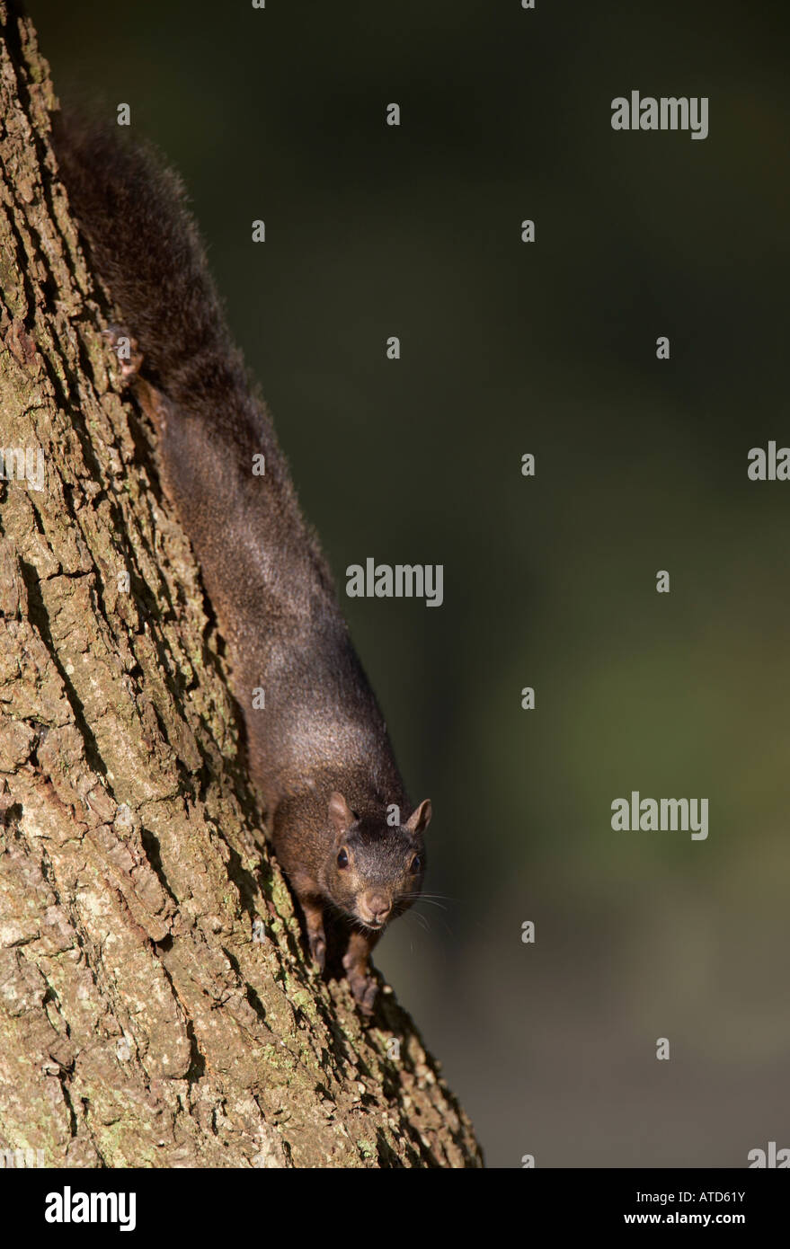 Black Squirrel (Sciurus carolinensis) - a melanistic grey squirrel ...