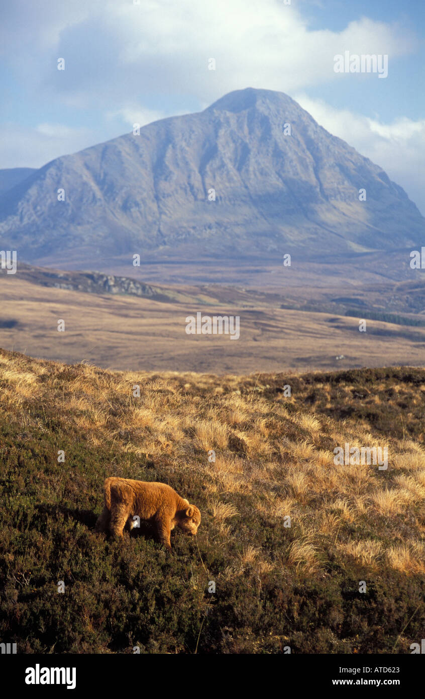 Highland Cow Sutherland Scotland Stock Photo - Alamy