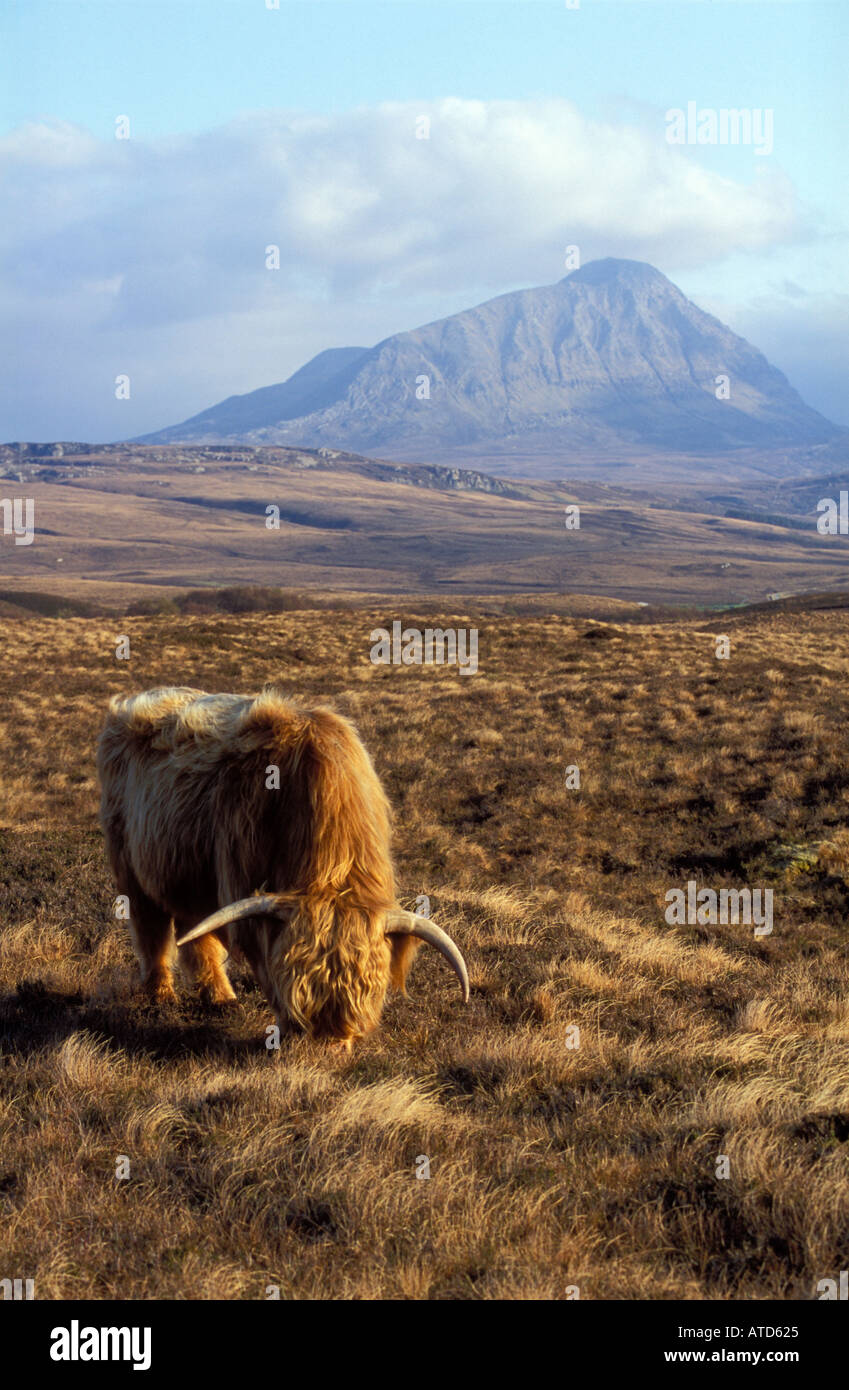 Highland Cow Sutherland Scotland Stock Photo - Alamy