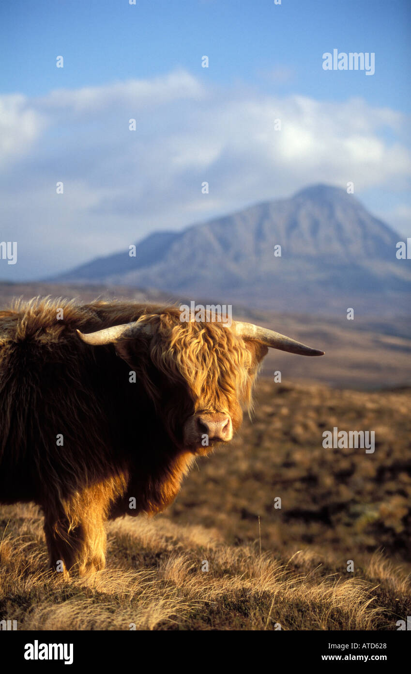 Highland Cow Sutherland Scotland Stock Photo - Alamy