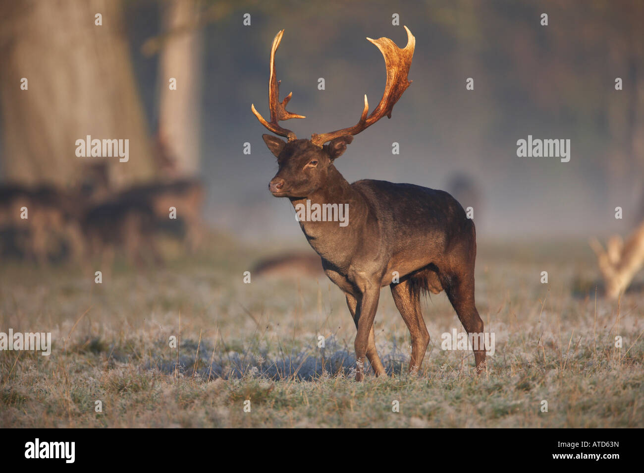 Fallow Deer Buck (Dama dama Stock Photo - Alamy