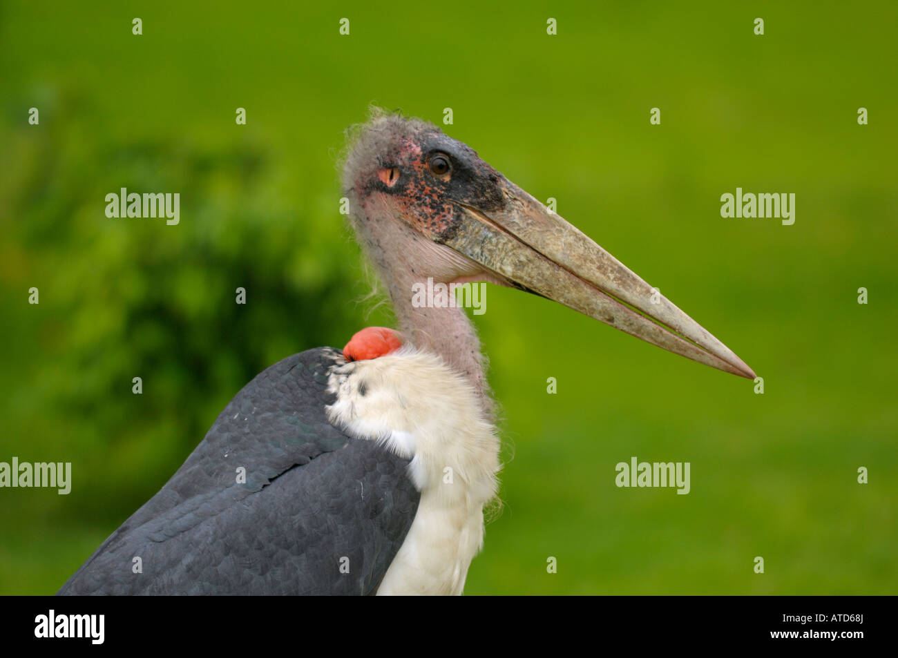 Maraboe hi-res stock photography and images - Alamy