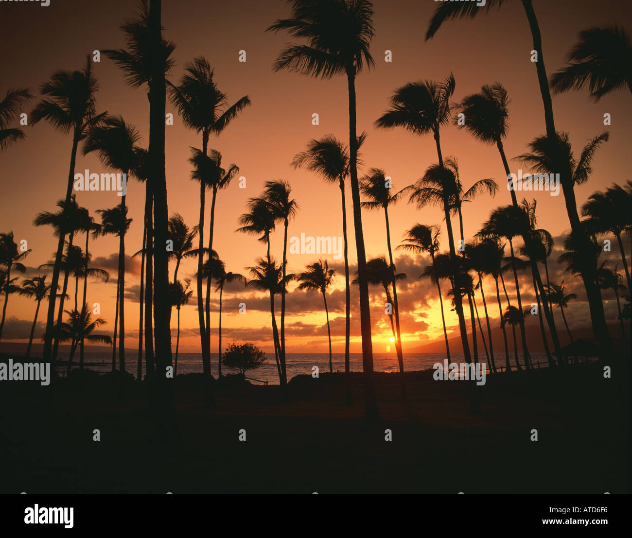 Oahu Palm Trees High Resolution Stock Photography and Images - Alamy