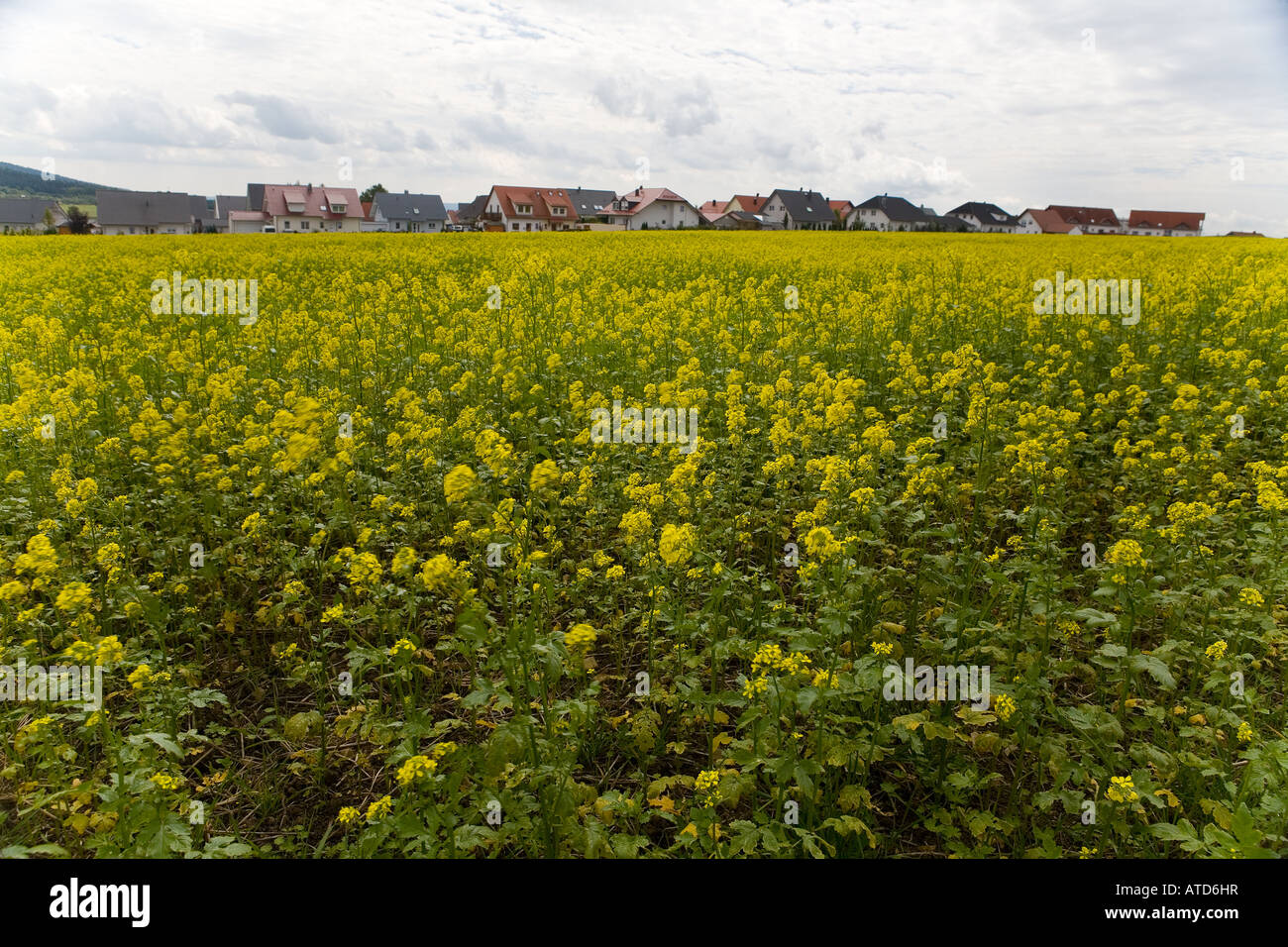 rape / colza field Stock Photo - Alamy