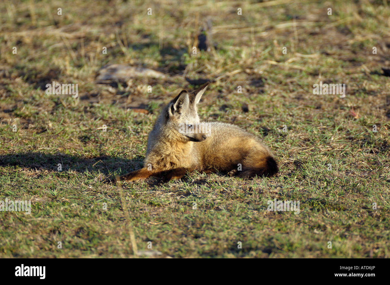 Bat eared Fox, Masai Mara, Kenya Stock Photo - Alamy