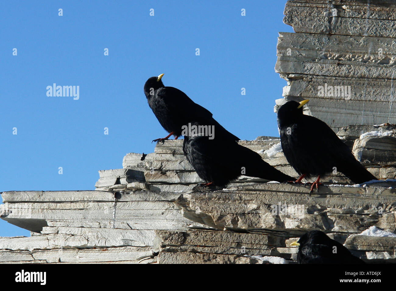 black birds looking back Stock Photo - Alamy