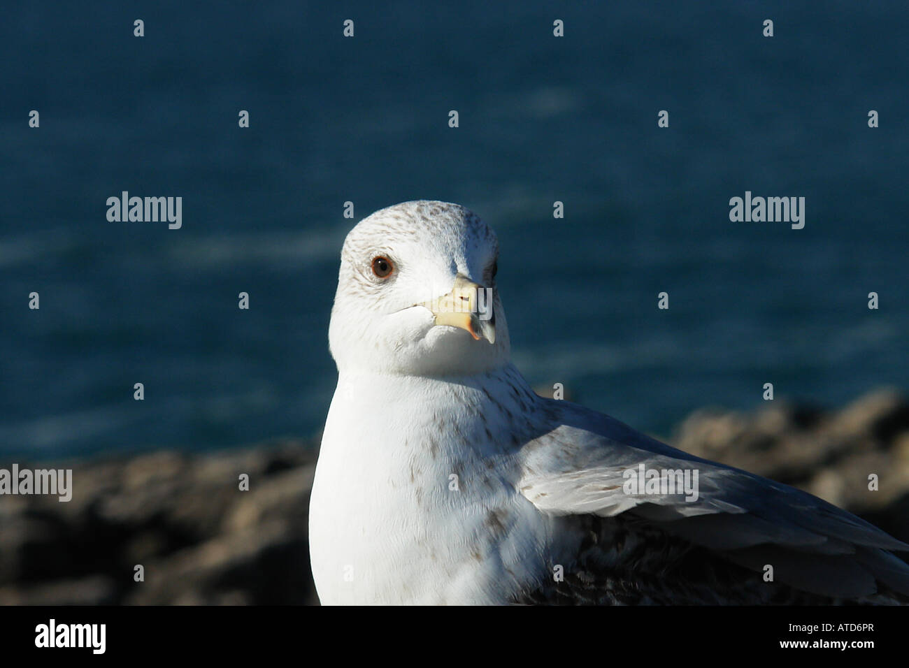 portrait of a gull looking at camera Stock Photo - Alamy
