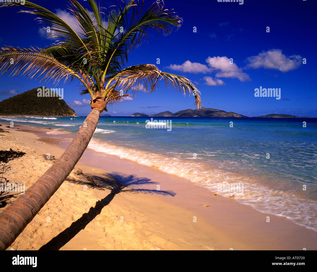 A palm tree leans over the sand of Long Bay in Tortola British Virgin ...