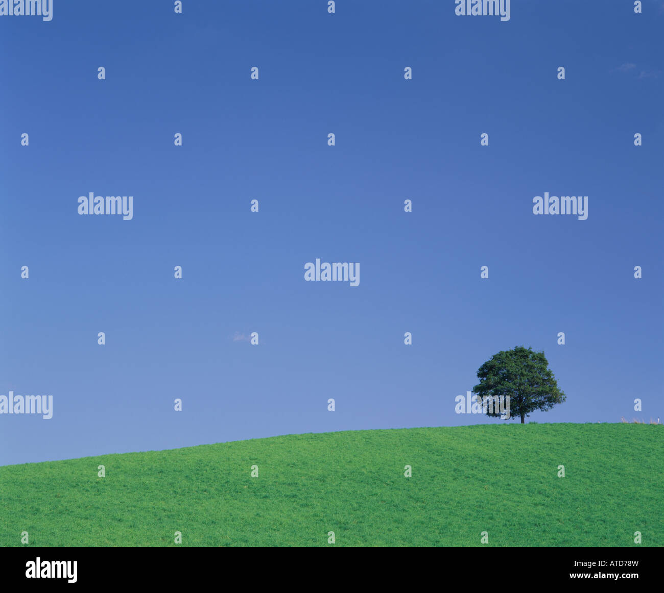 Single tree in green field, Hokkaido, Japan Stock Photo - Alamy