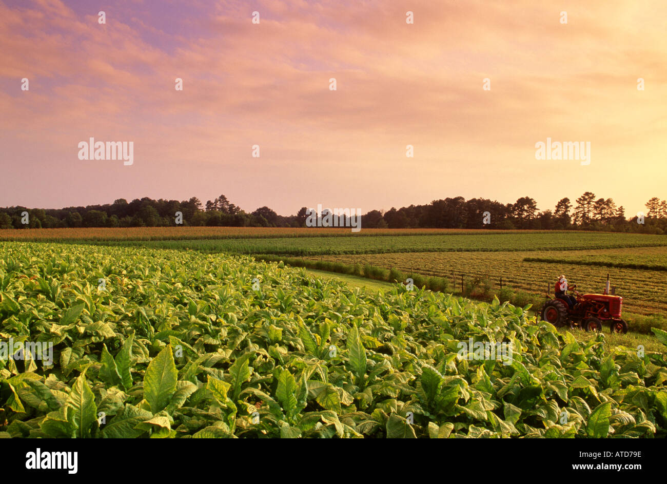 Farmer on a tractor works and plows in his tobacco fields in the late ...