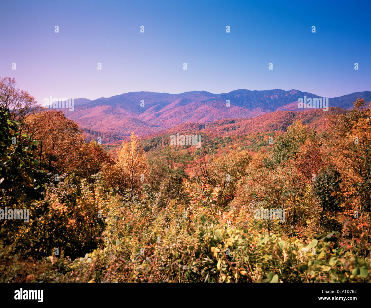 Panoramic view of Blue Ridge Mountains and colorful fall foliage Stock ...