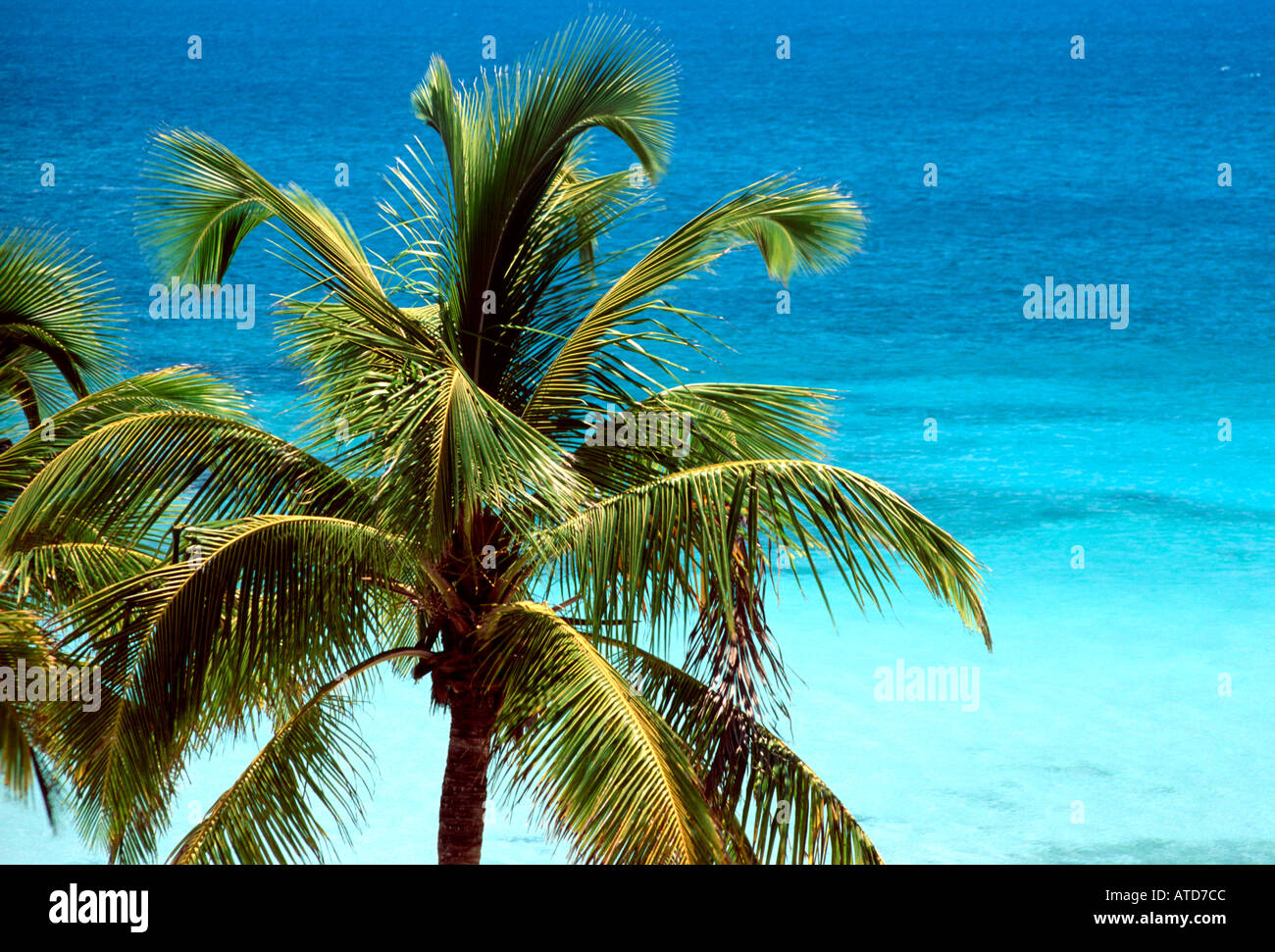 A palm tree against the blue green Caribbean waters of Eleuthera ...