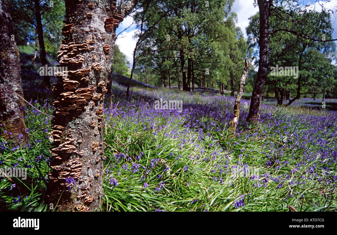 Bluebells in woodland Hyacinthoides non scripta Stock Photo - Alamy
