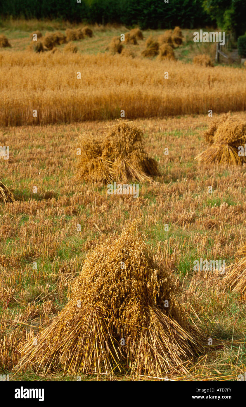 Stooks of oats in field Wales Stock Photo - Alamy