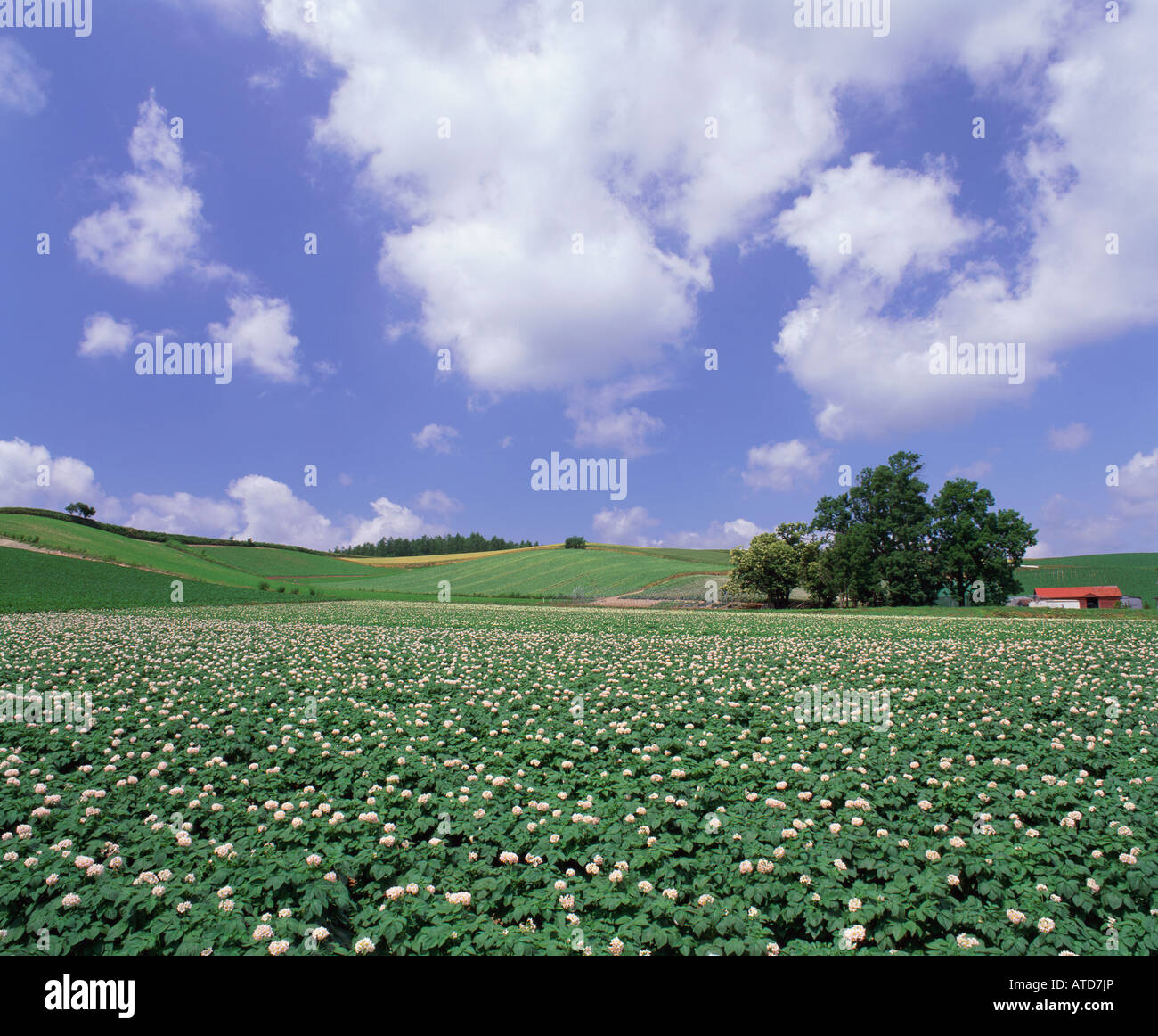 Potato field, Hokkaido, Japan Stock Photo - Alamy