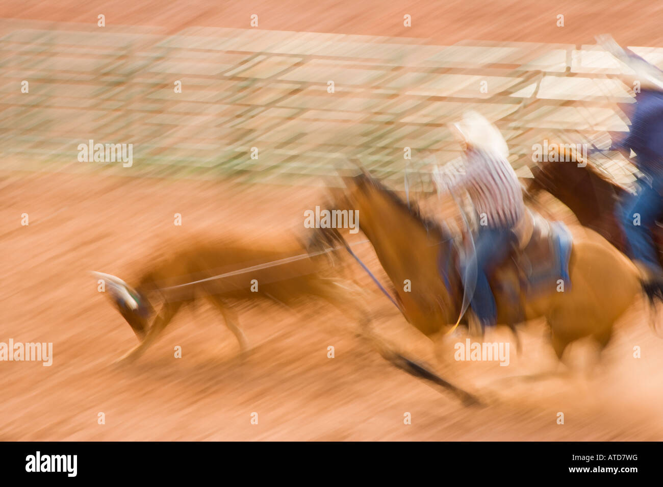 riders compete in the Team Steer Roping event All Indian Rodeo Gallup ...